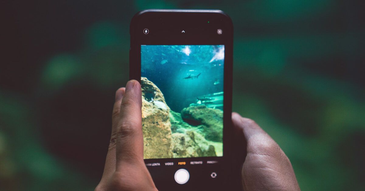 App per riconoscere i pesci | Salvatore Aranzulla