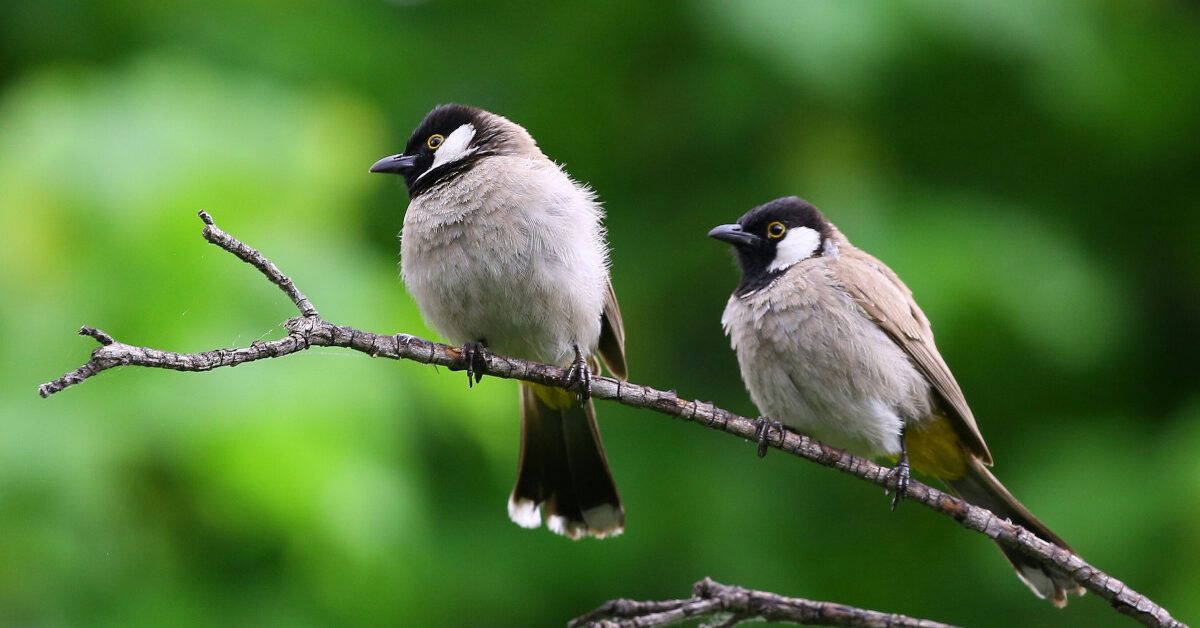 App per riconoscere gli uccelli | Salvatore Aranzulla